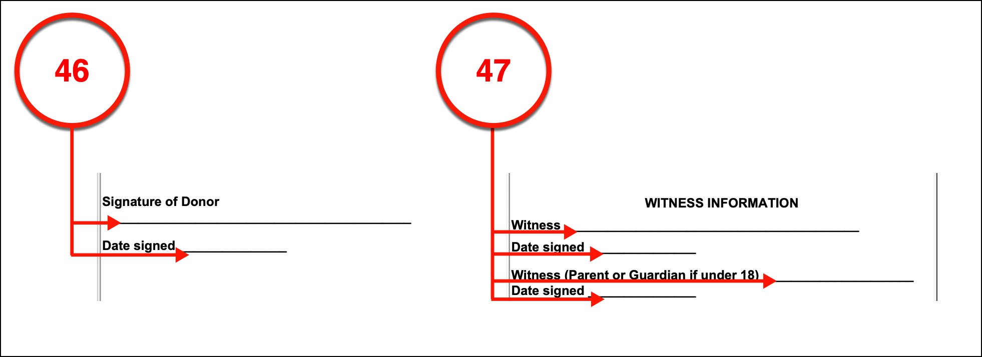 Free Florida Advance Directive Form - PDF – eForms